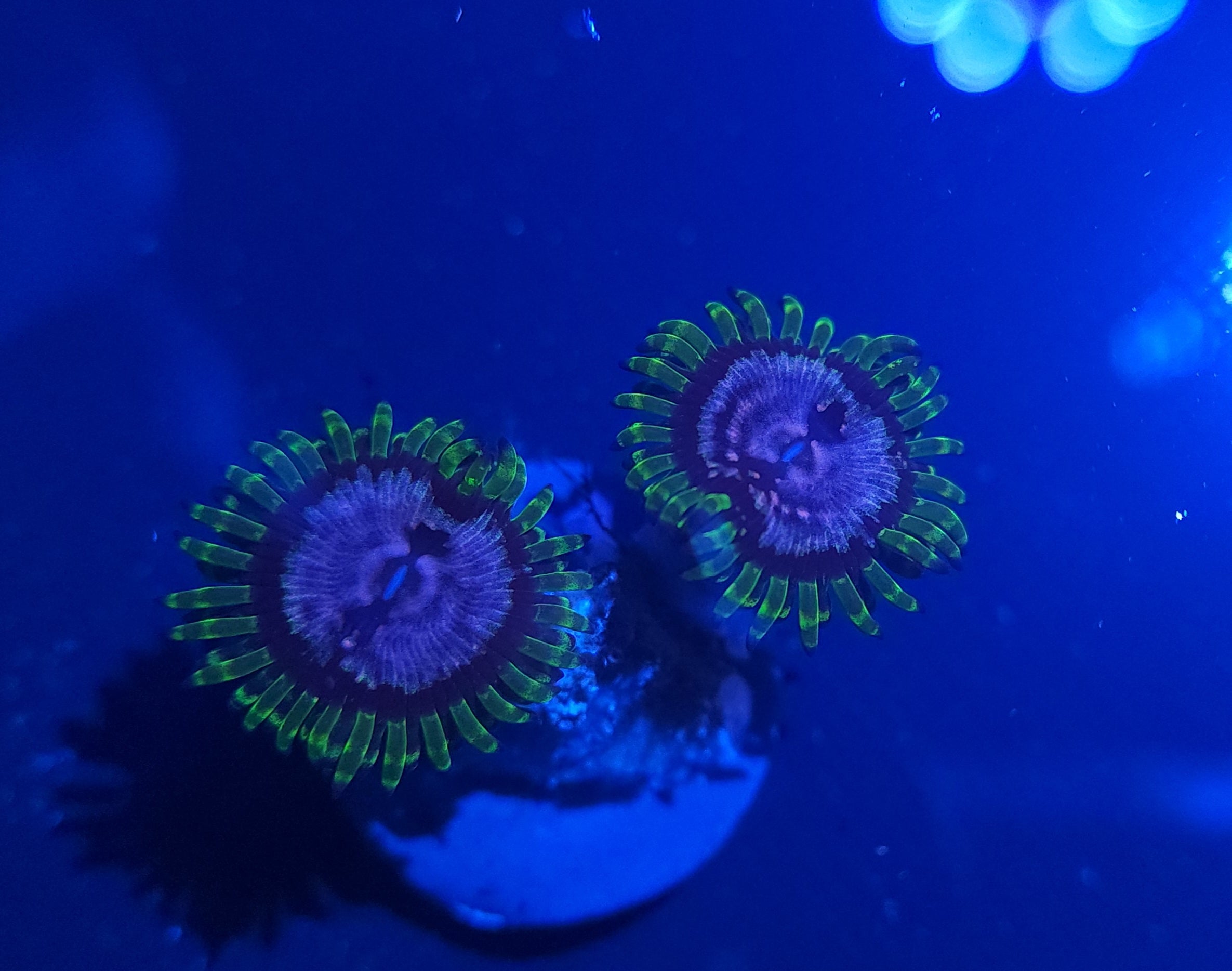 Purple Space Monster Zoa – KhaoticKorals