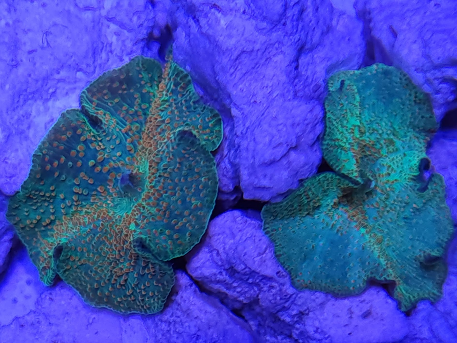 Rainbow Interstellar Discosoma Mushroom – KhaoticKorals